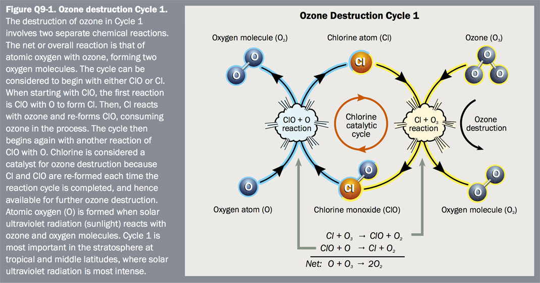 Figure Q9-1 Ozone destruction Cycle 1